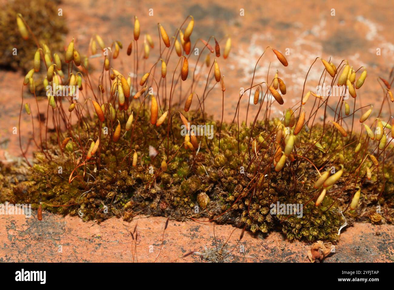 Capillary Thread-moss (Ptychostomum capillare Stock Photo - Alamy