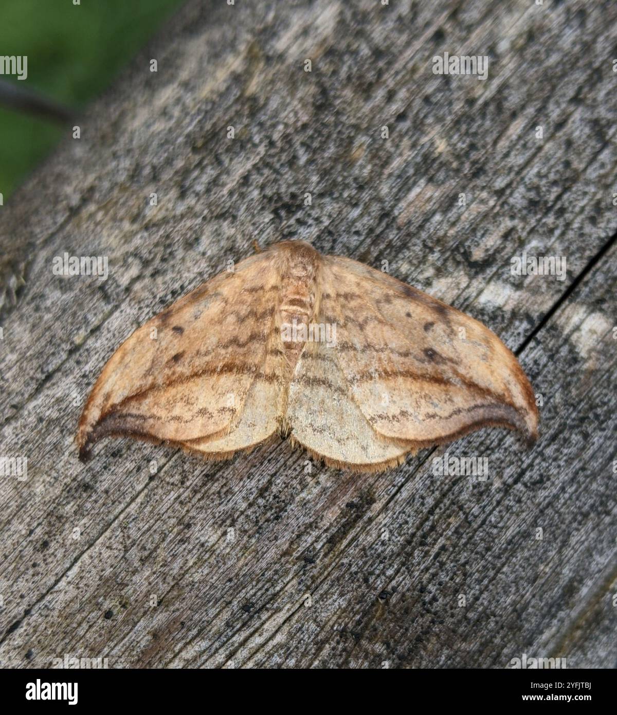 Arched Hooktip Moth (Drepana arcuata Stock Photo - Alamy