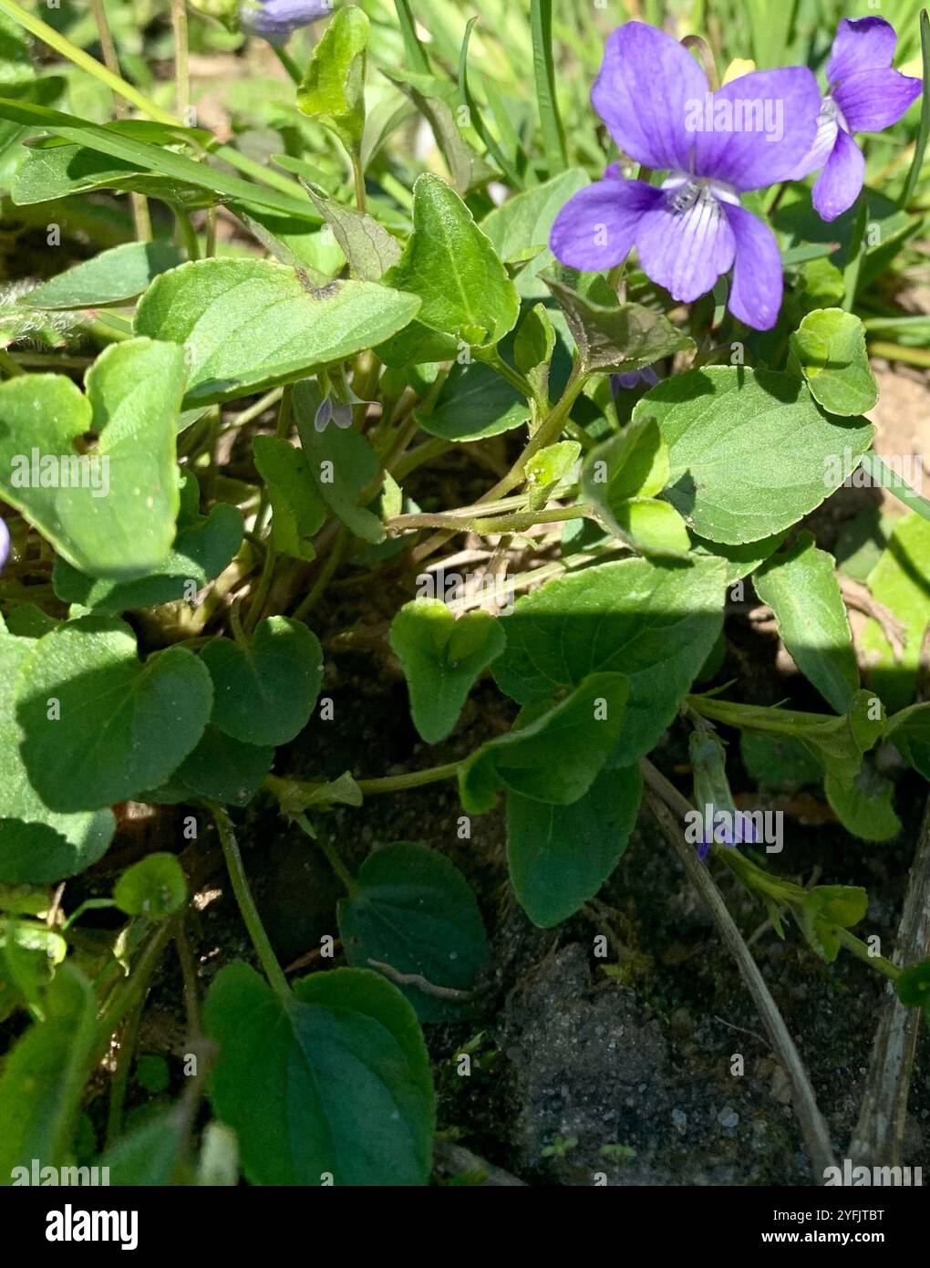 Heath Dog-Violet (Viola canina Stock Photo - Alamy