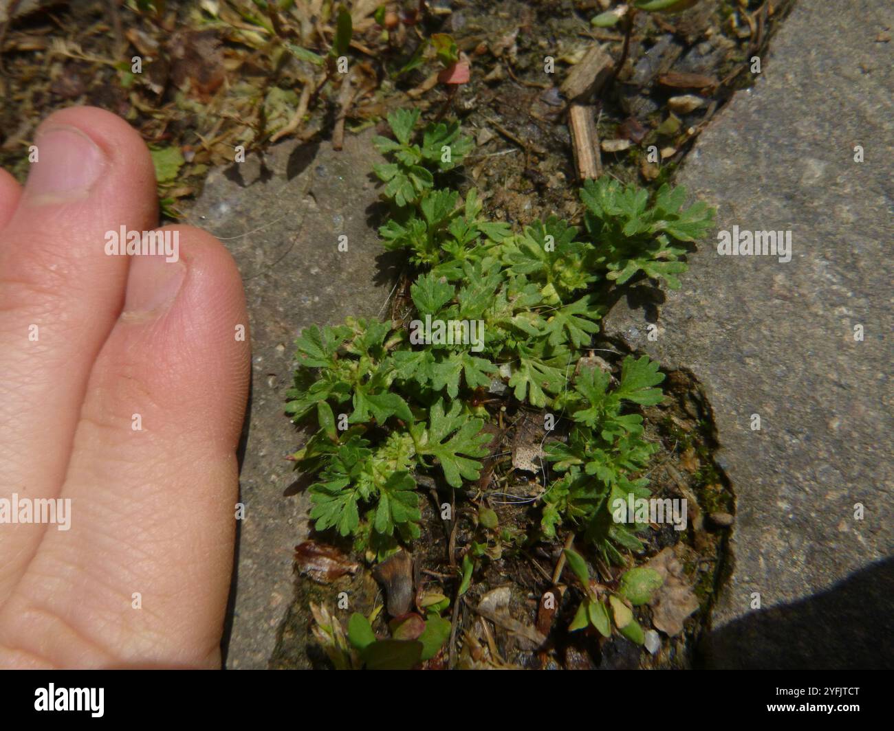 Field Parsley Piert (Alchemilla arvensis Stock Photo - Alamy