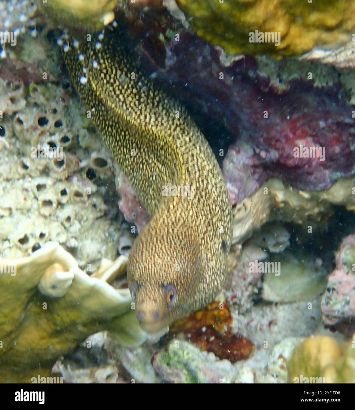 Goldentail Moray (Gymnothorax miliaris Stock Photo - Alamy