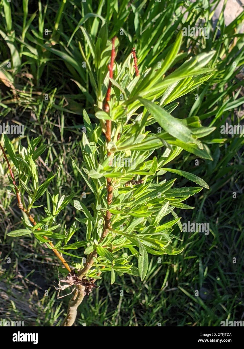 interior sandbar willow (Salix interior Stock Photo - Alamy