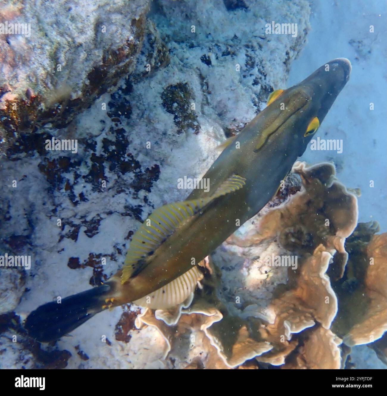 Whitespotted Filefish (Cantherhines macrocerus Stock Photo - Alamy
