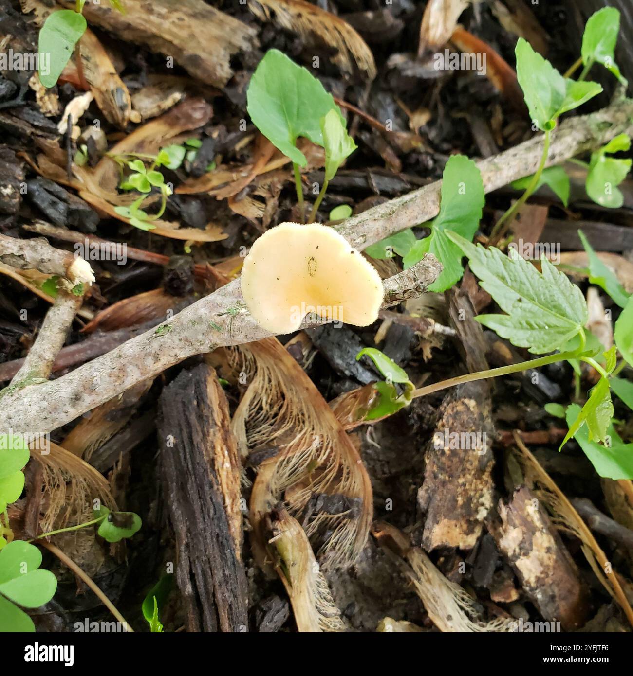 hexagonal-pored polypore (Neofavolus alveolaris Stock Photo - Alamy