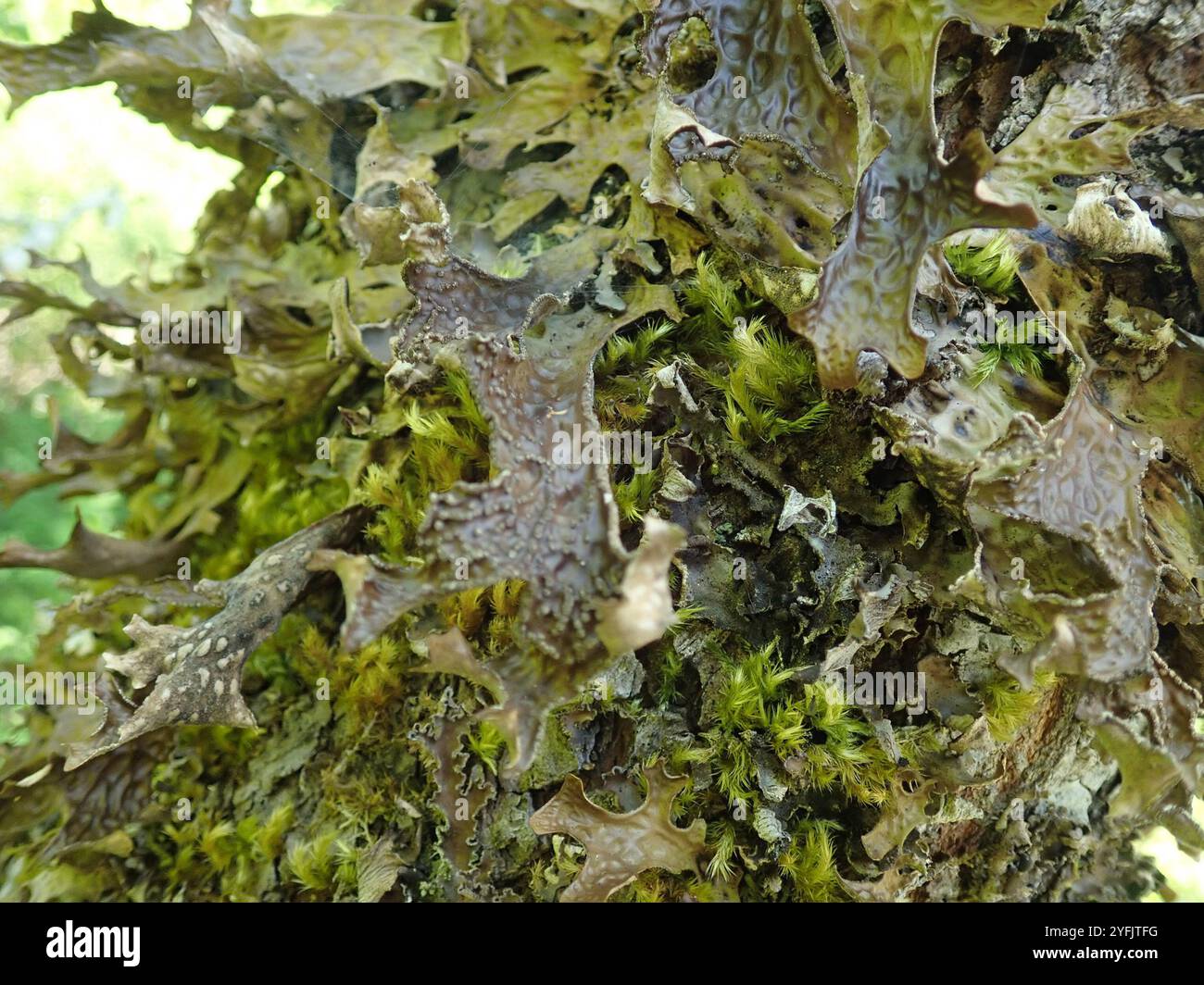 Tree Lungwort (Lobaria pulmonaria Stock Photo - Alamy