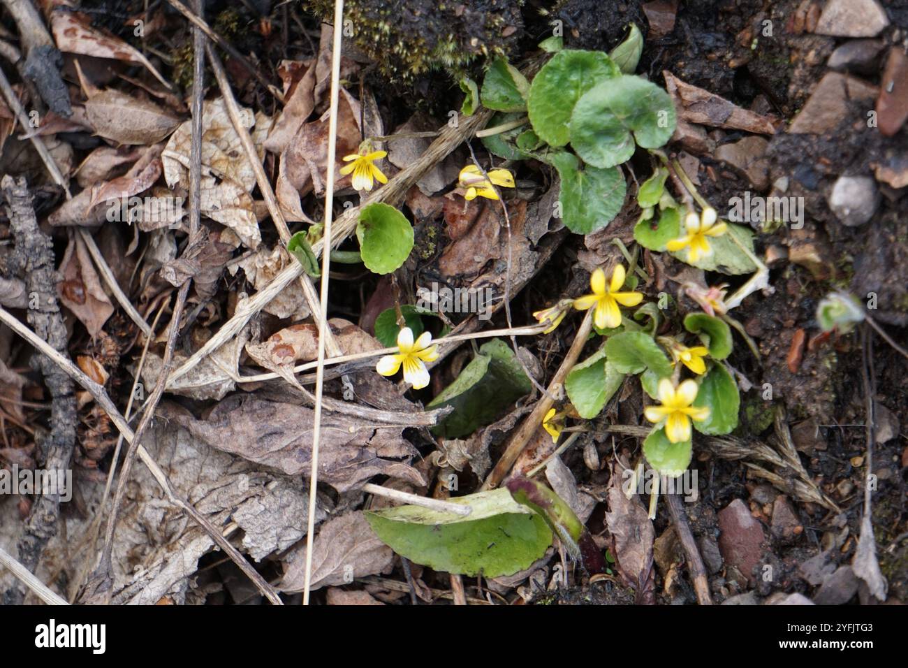 western roundleaf violet (Viola orbiculata Stock Photo - Alamy