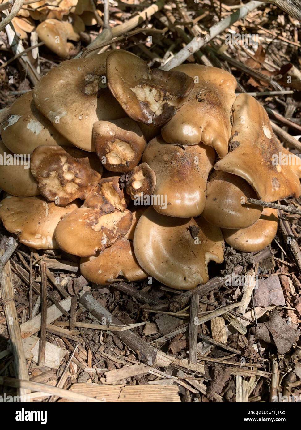 aspen oyster mushroom (Pleurotus populinus Stock Photo - Alamy