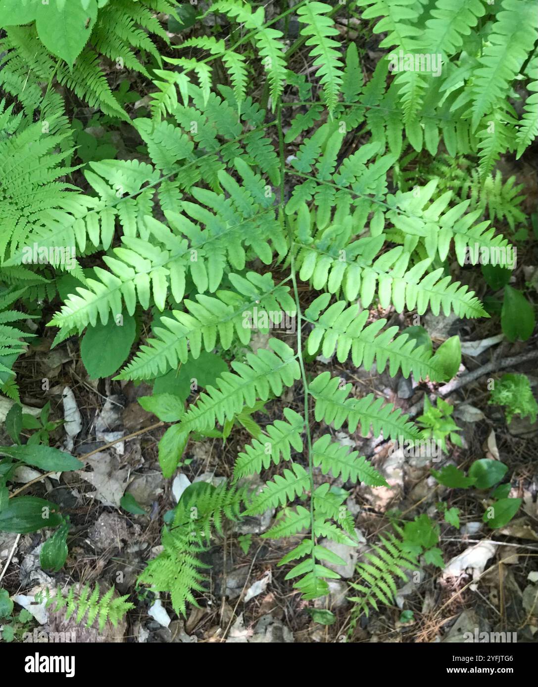 eagle fern (Pteridium aquilinum latiusculum Stock Photo - Alamy