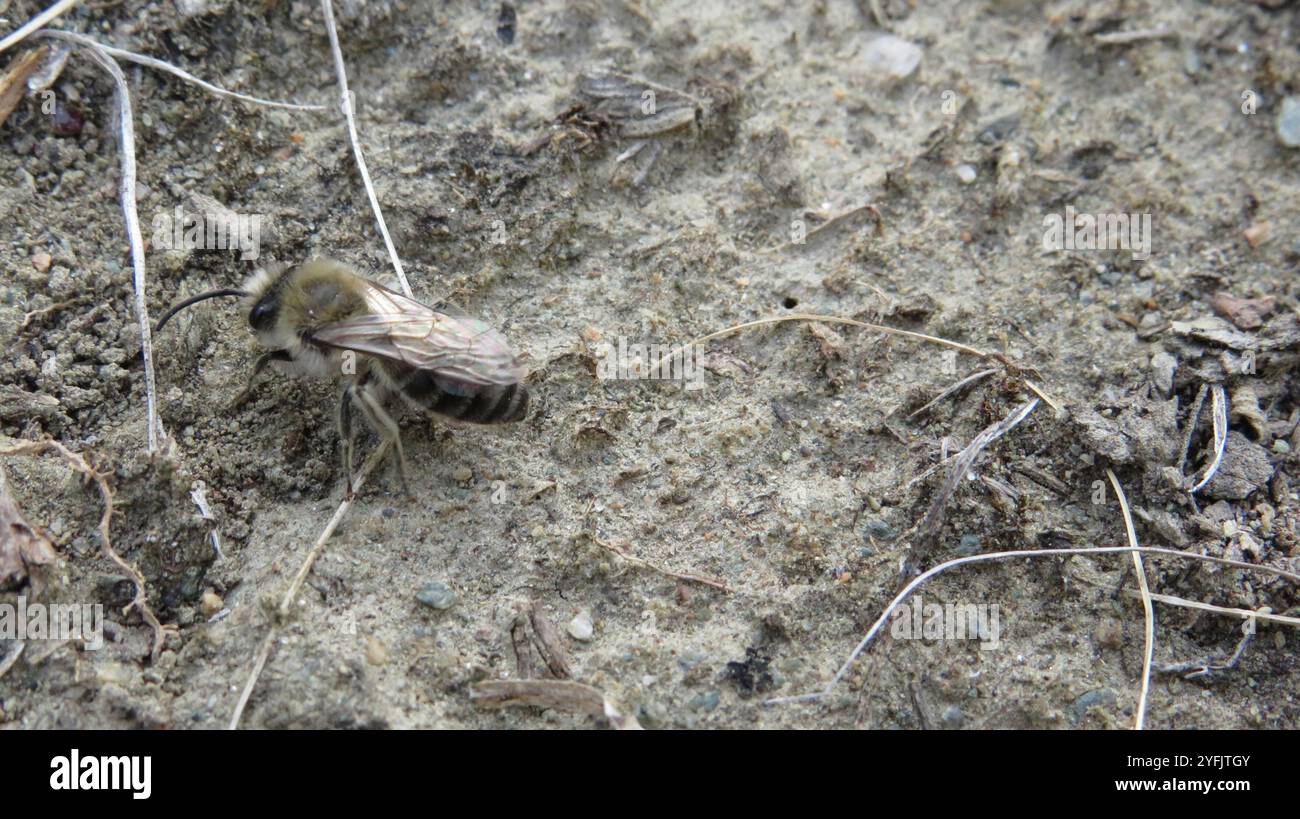 Early Cellophane Bee (Colletes cunicularius Stock Photo - Alamy