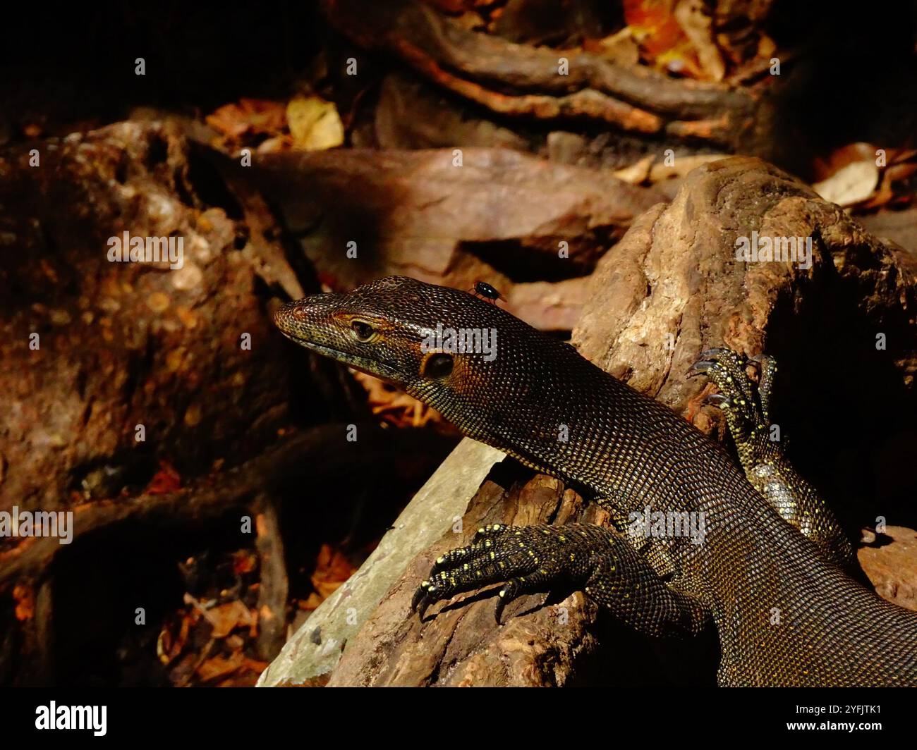 Mertens' Water Monitor (Varanus mertensi Stock Photo - Alamy