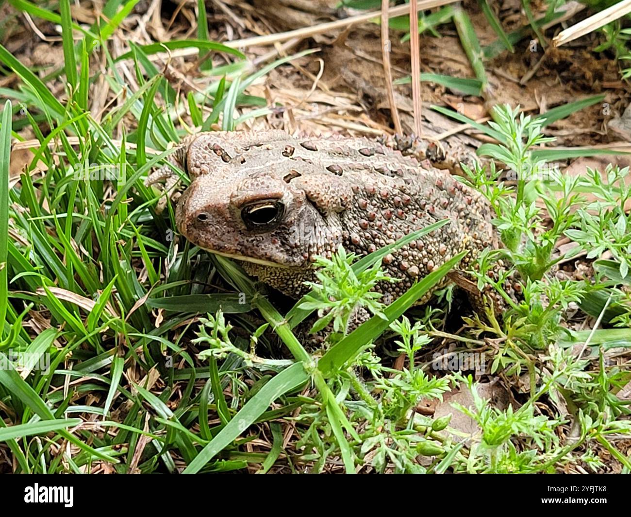 Fowler's Toad (Anaxyrus fowleri Stock Photo - Alamy