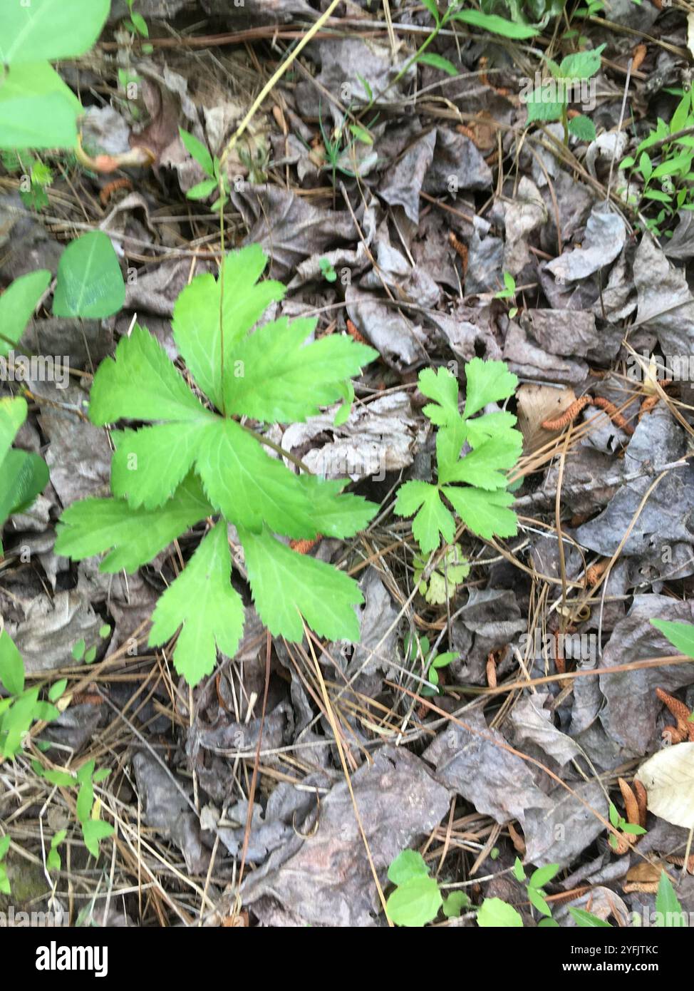 Black Snakeroot (Sanicula canadensis Stock Photo - Alamy