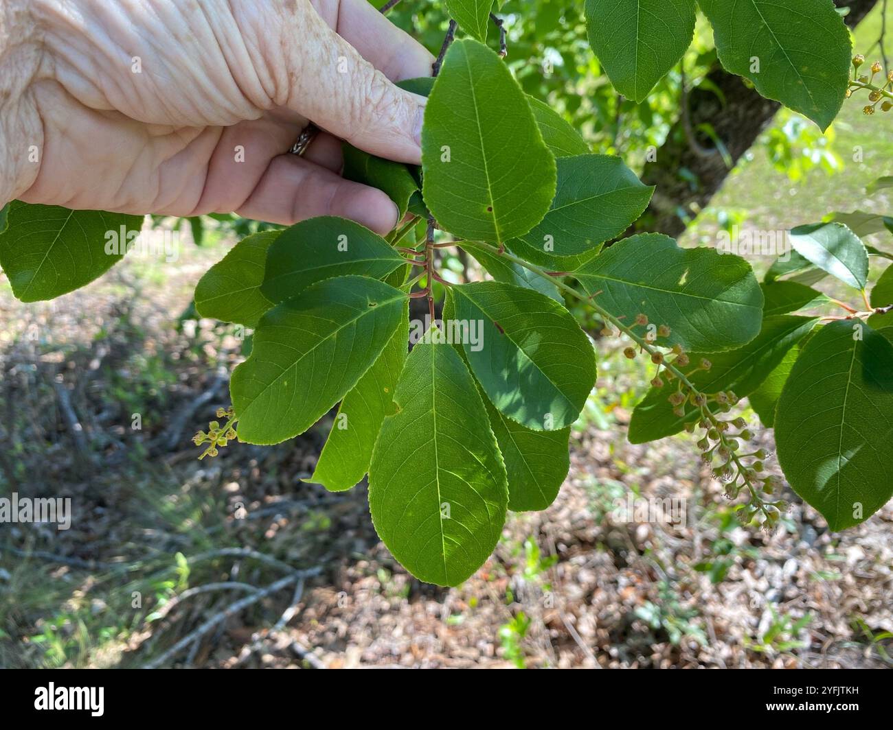 Alabama Cherry (Prunus serotina alabamensis Stock Photo - Alamy