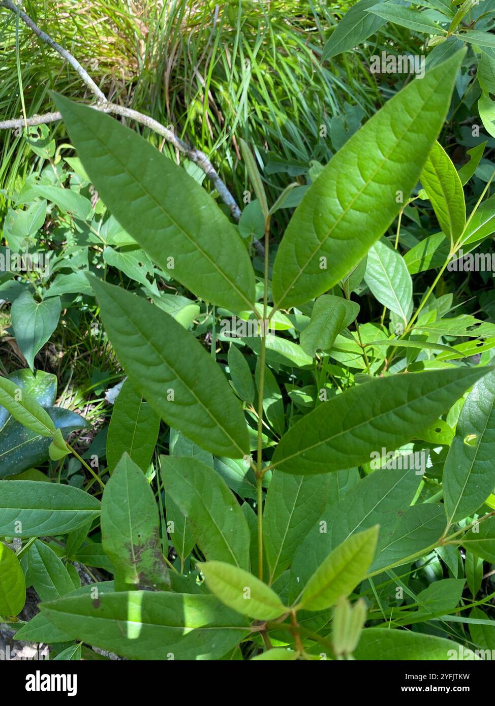 southern wild raisin (Viburnum nudum Stock Photo - Alamy