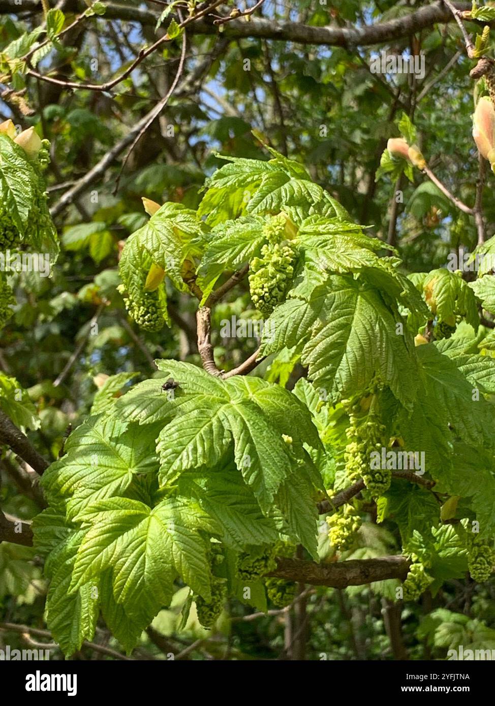 sycamore maple (Acer pseudoplatanus Stock Photo - Alamy