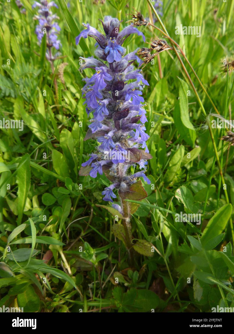 carpet bugle (Ajuga reptans Stock Photo - Alamy