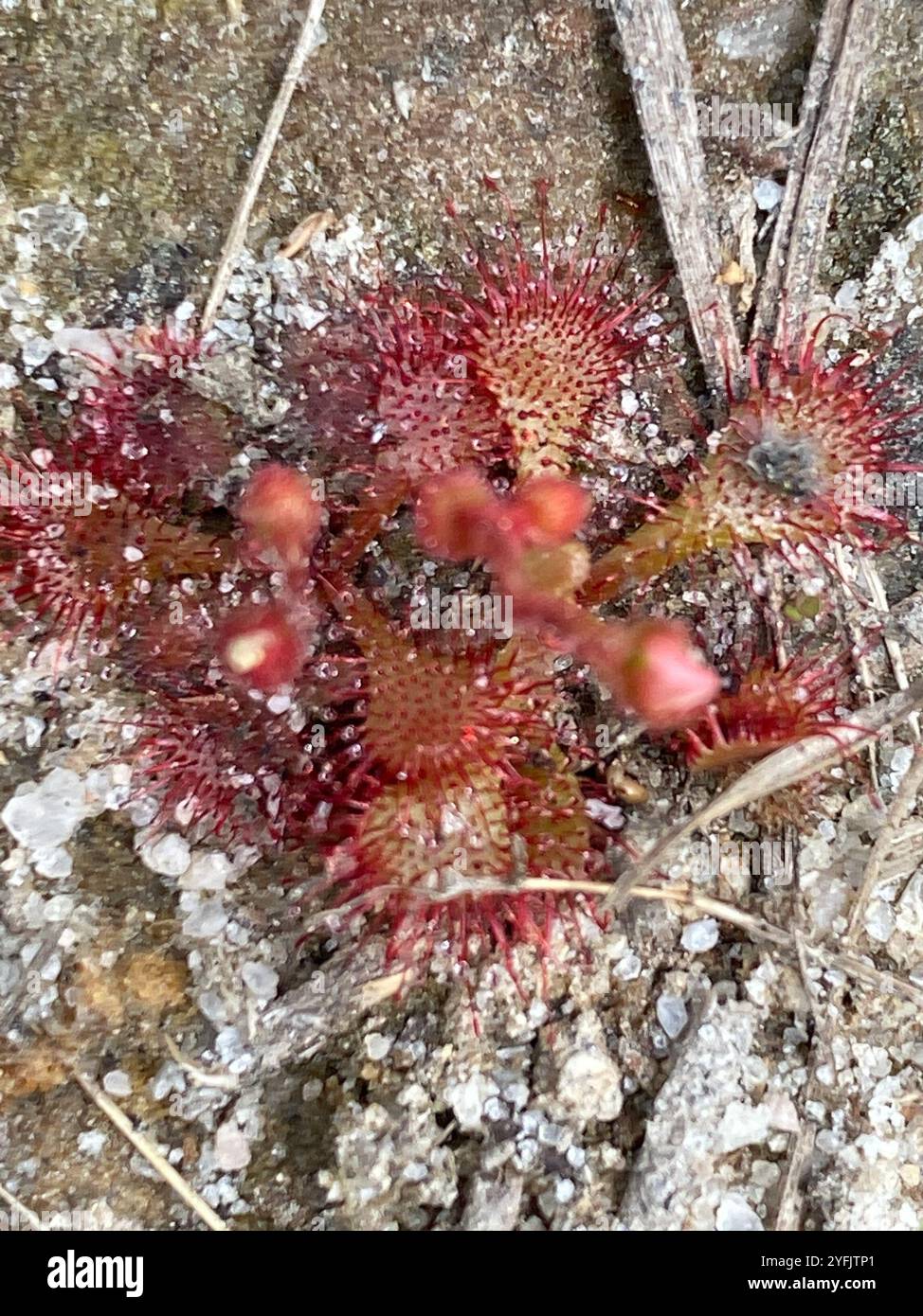 dwarf sundew (Drosera brevifolia Stock Photo - Alamy