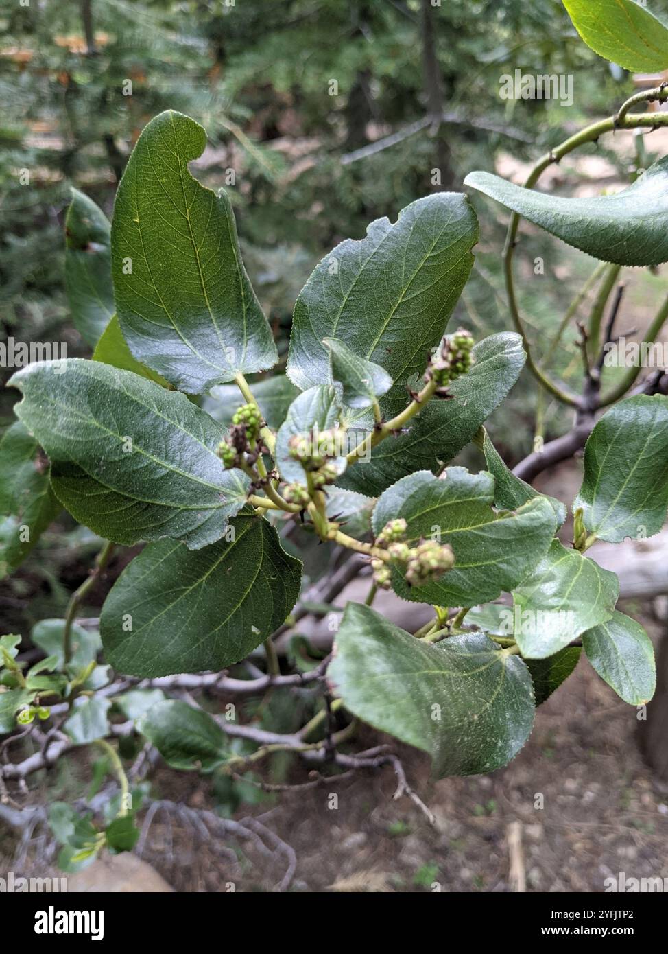 Snowbrush Ceanothus (Ceanothus velutinus Stock Photo - Alamy