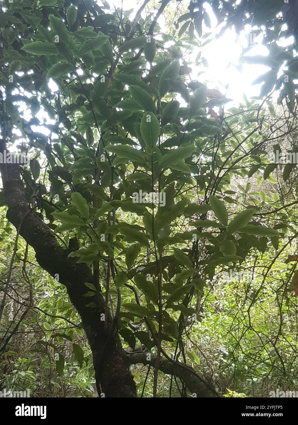 Pittosporum eugenioides tarata hi-res stock photography and images - Alamy