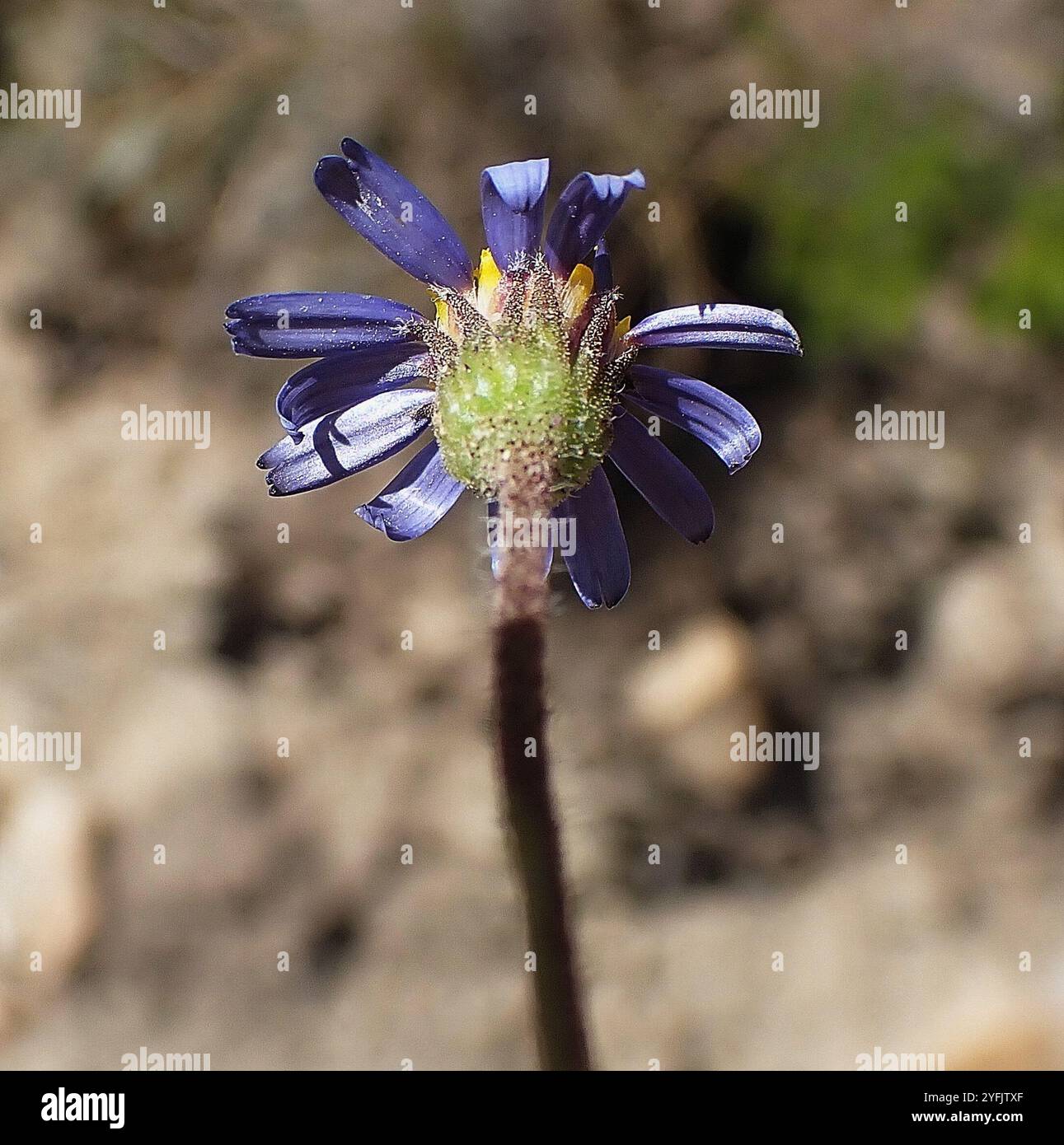 Soft Felicia (Felicia amoena Stock Photo - Alamy