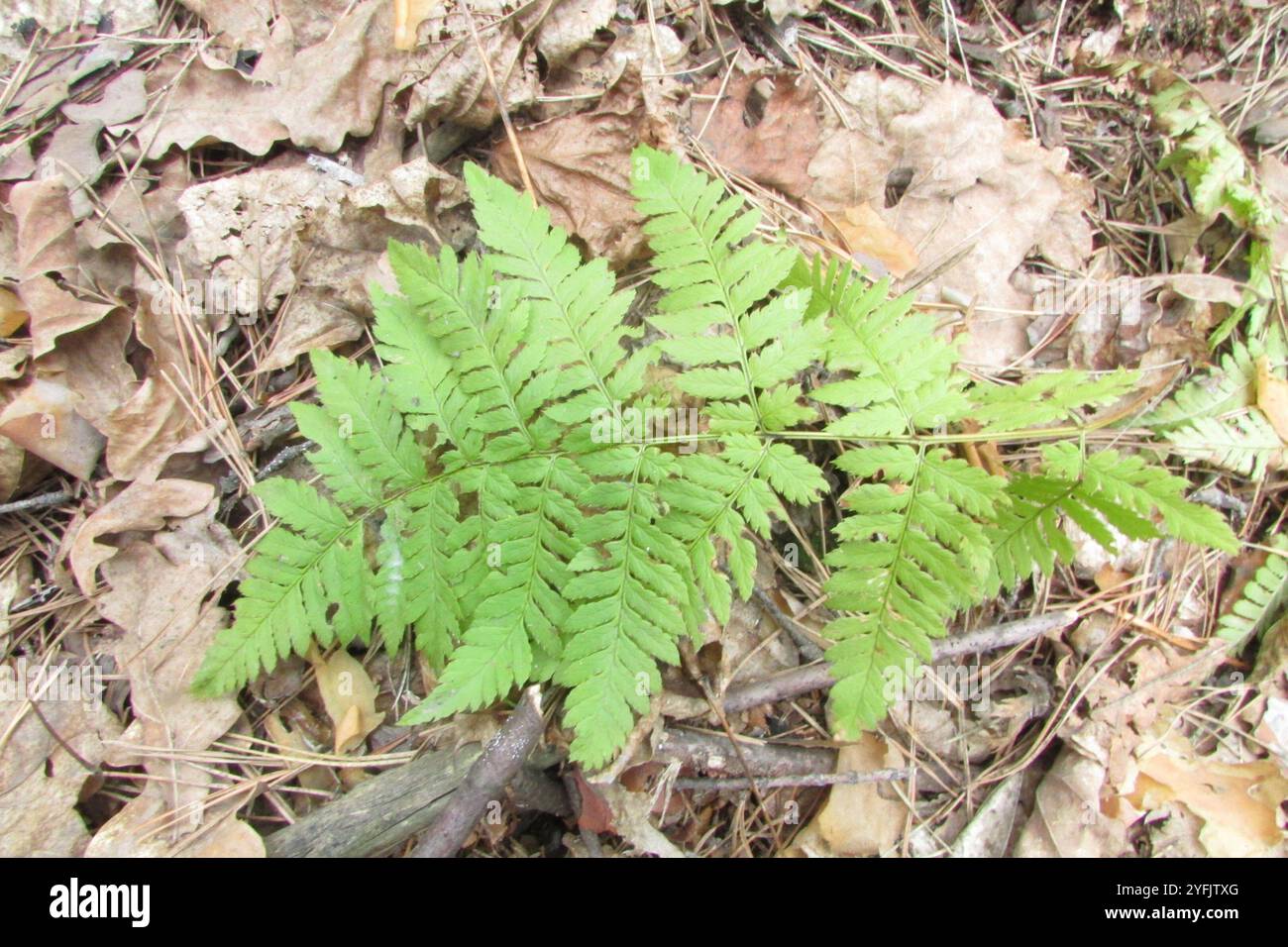 spinulose wood fern (Dryopteris carthusiana Stock Photo - Alamy