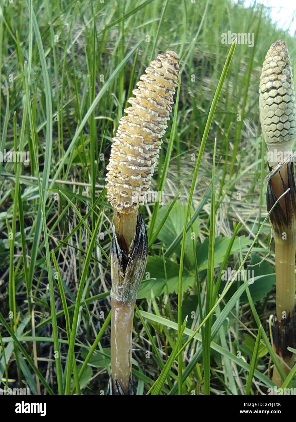 field horsetail (Equisetum arvense Stock Photo - Alamy