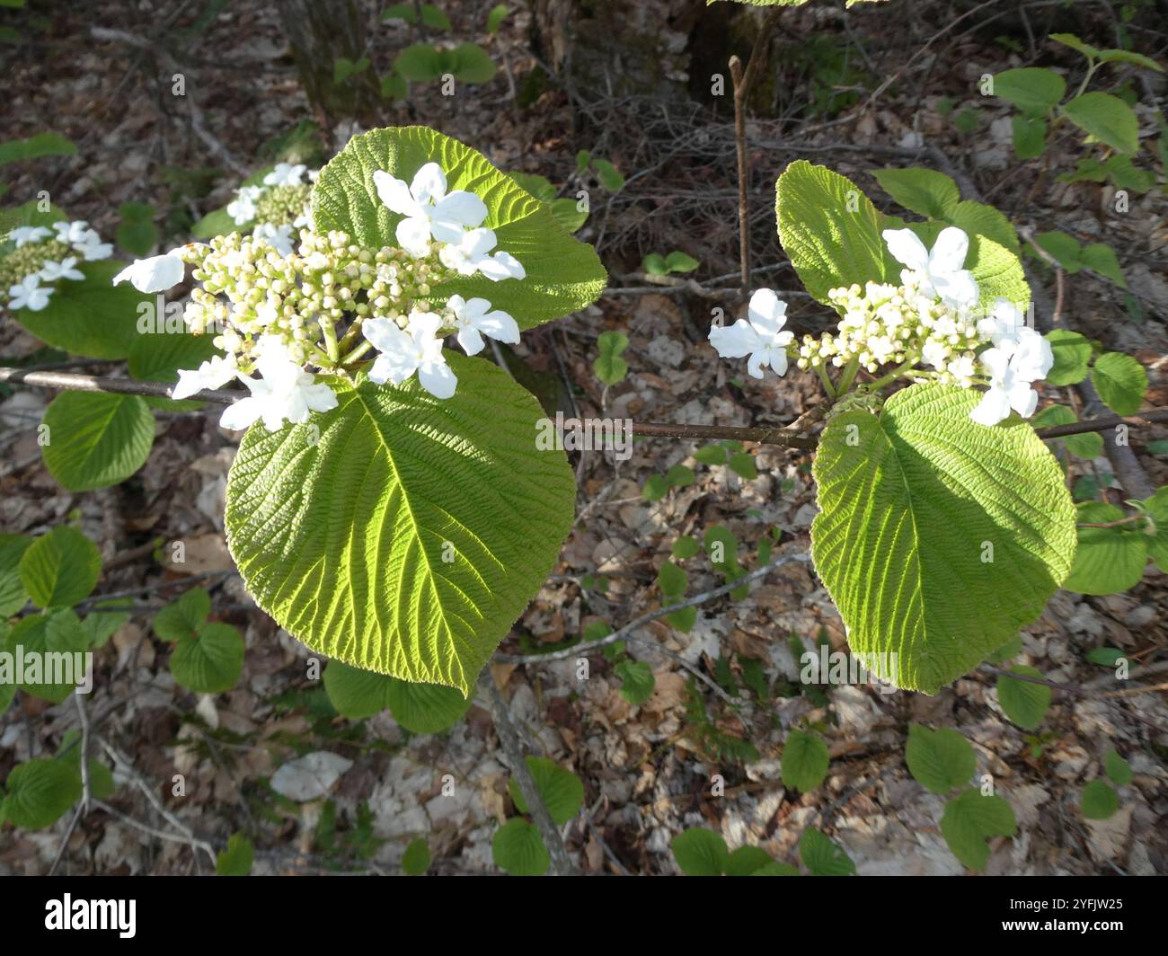 hobblebush (Viburnum lantanoides Stock Photo - Alamy