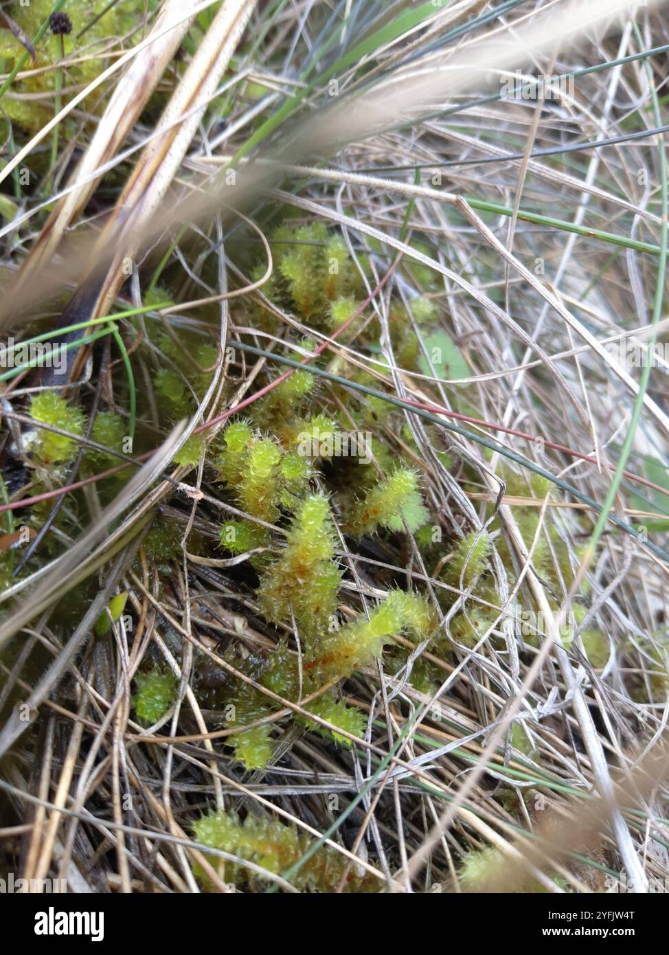 pipe-cleaner moss (Ptychomnion aciculare Stock Photo - Alamy