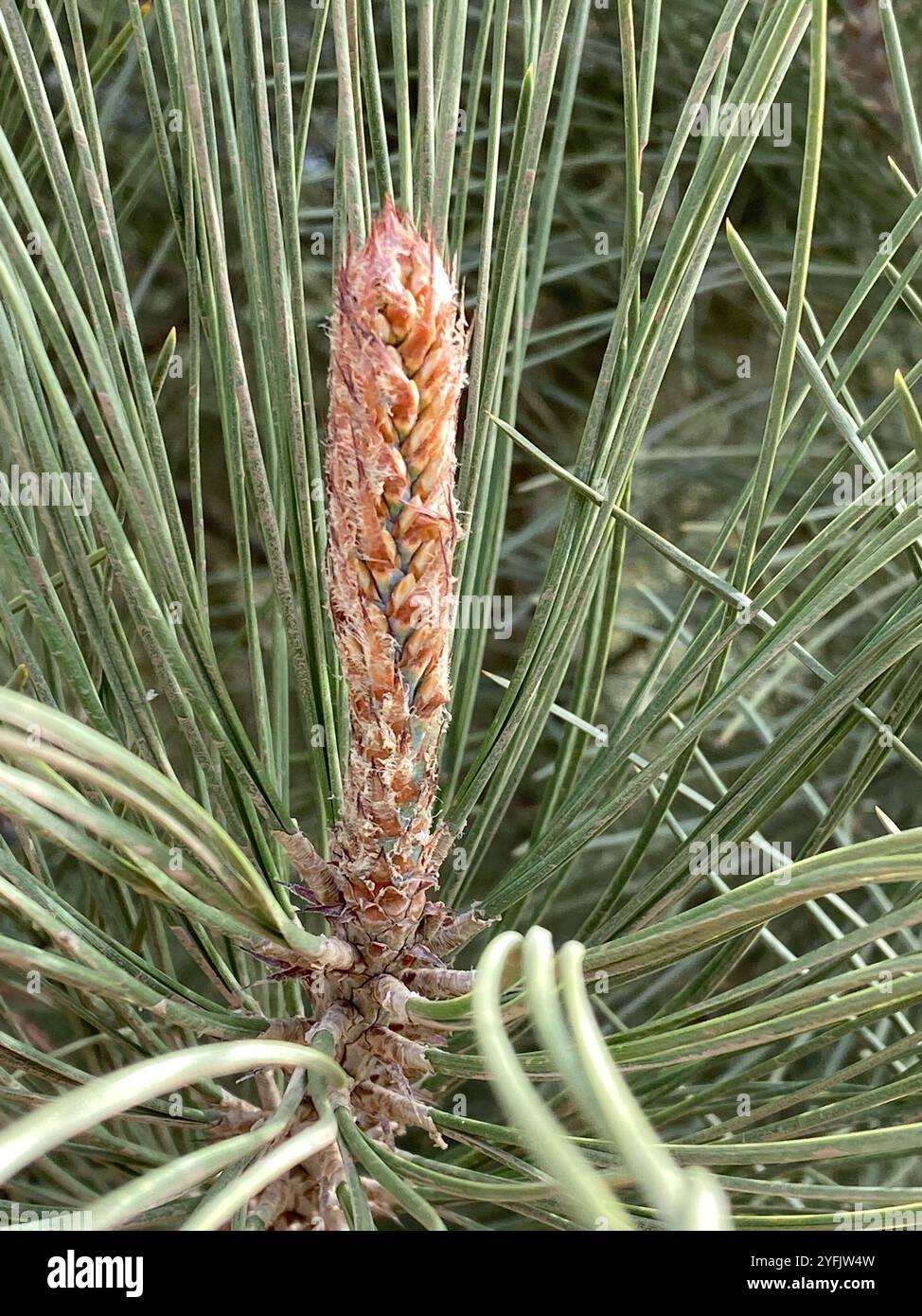 Coulter pine (Pinus coulteri Stock Photo - Alamy