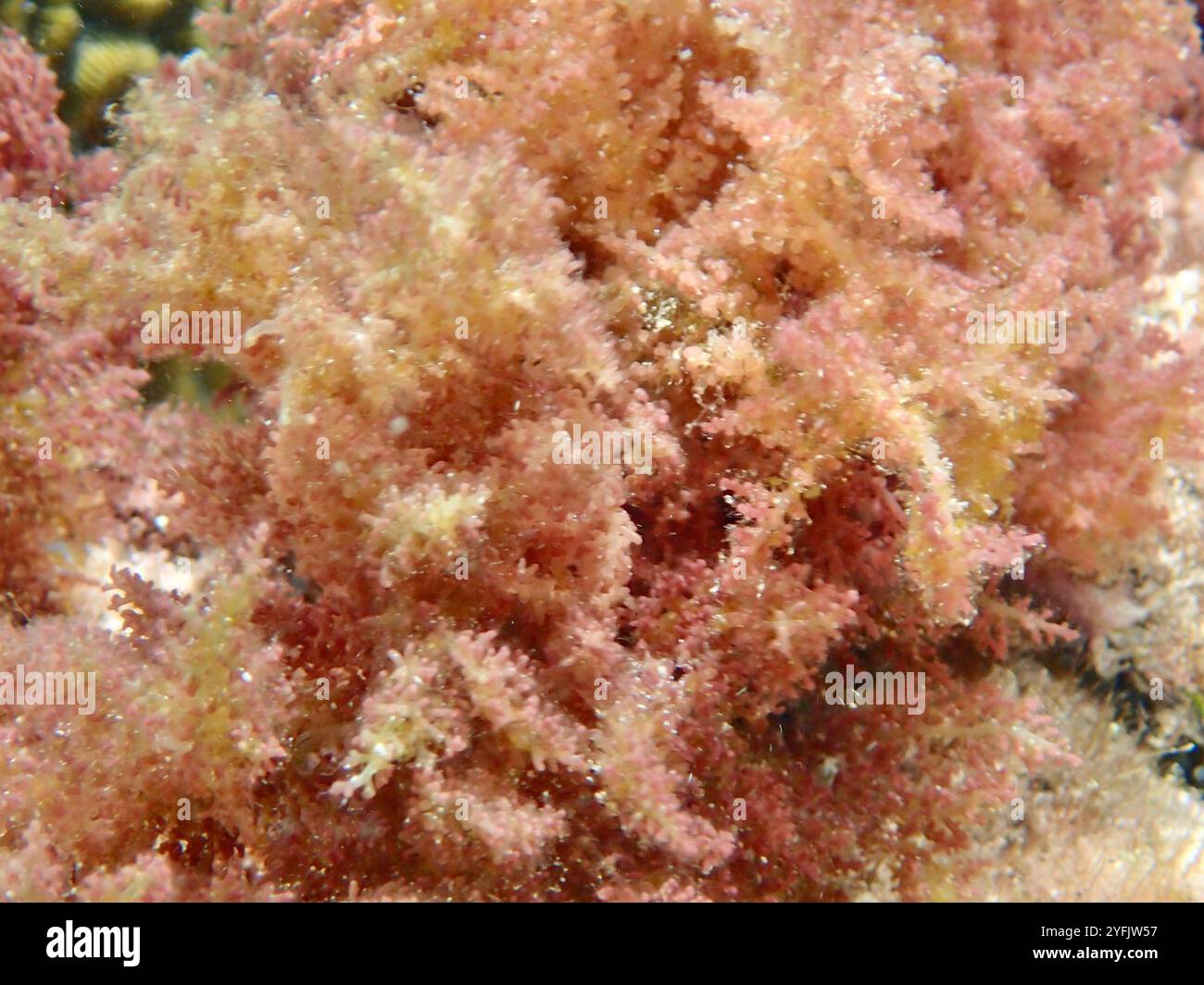 red algae (Rhodophyta Stock Photo - Alamy