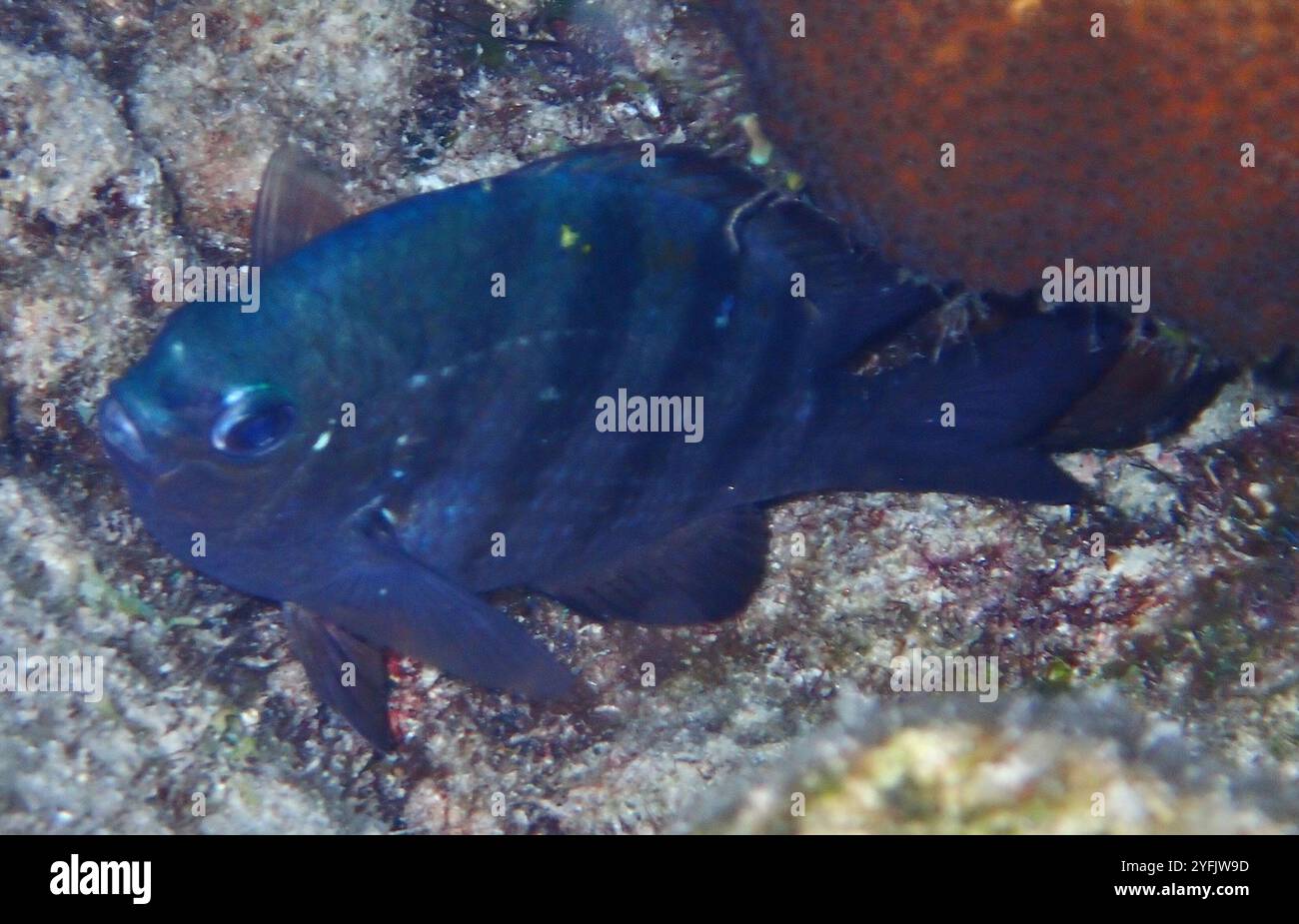 Atlantic Sergeant Major (Abudefduf saxatilis Stock Photo - Alamy