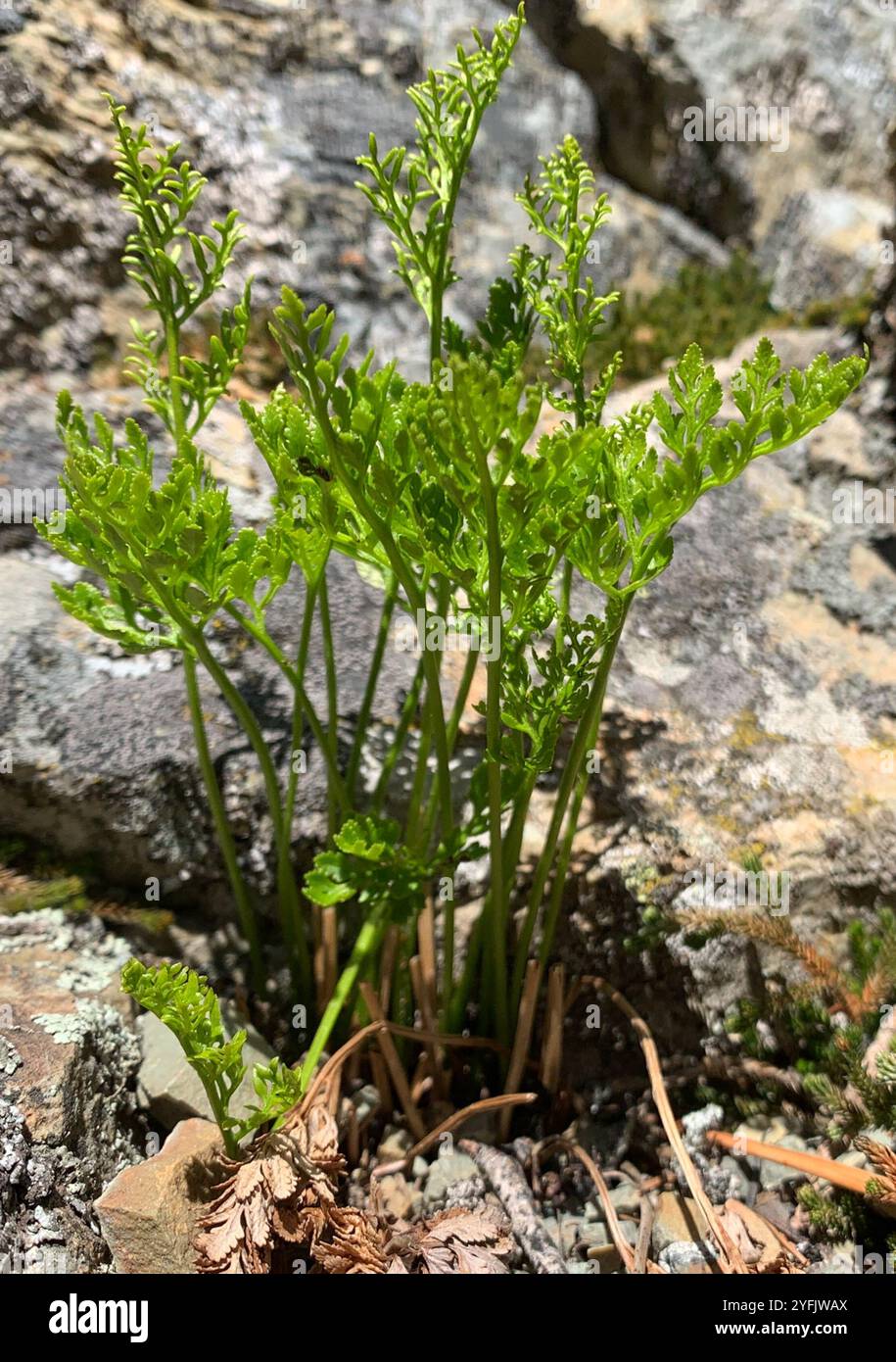 American parsley fern (Cryptogramma acrostichoides Stock Photo - Alamy