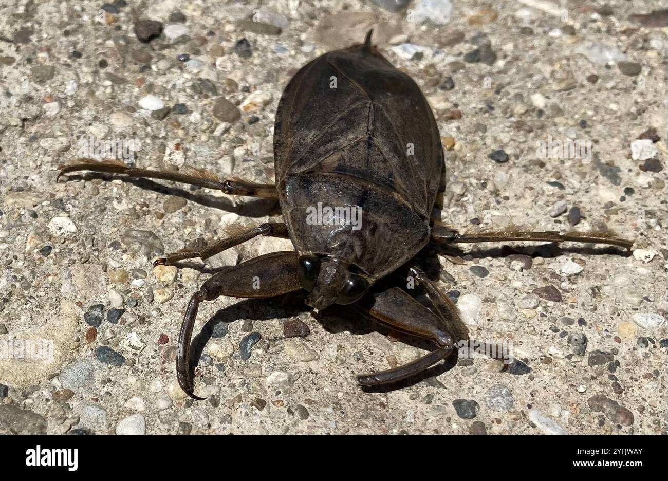 American Giant Water Bug (Lethocerus americanus Stock Photo - Alamy