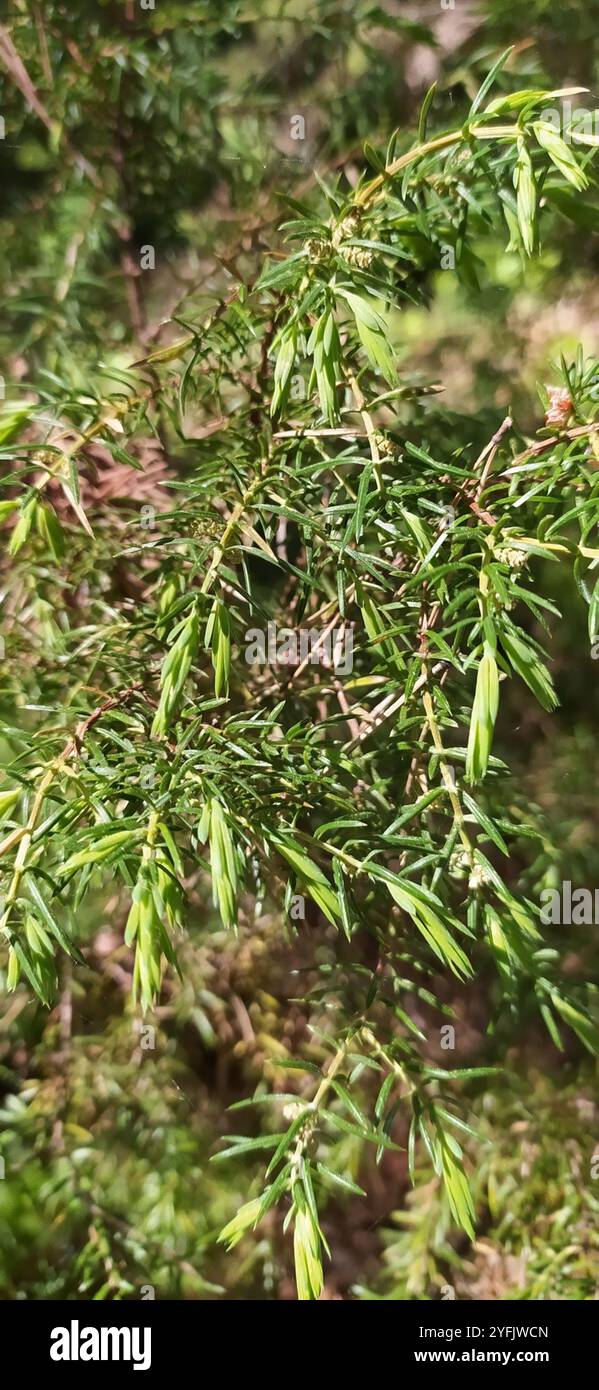 common juniper (Juniperus communis Stock Photo - Alamy