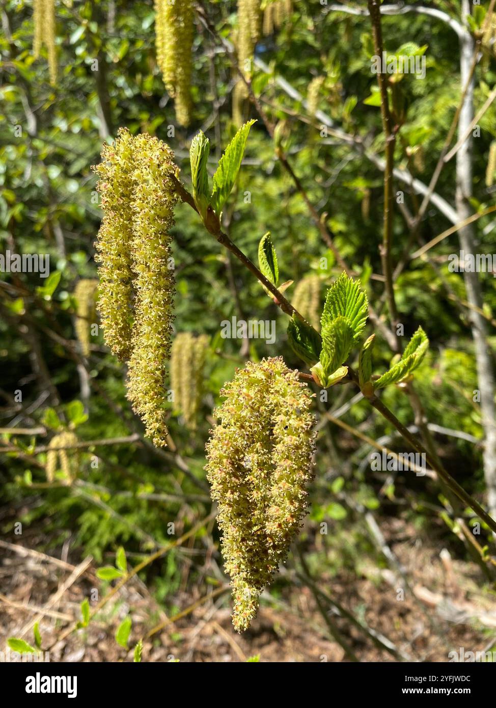 Sitka Alder (Alnus alnobetula sinuata Stock Photo - Alamy