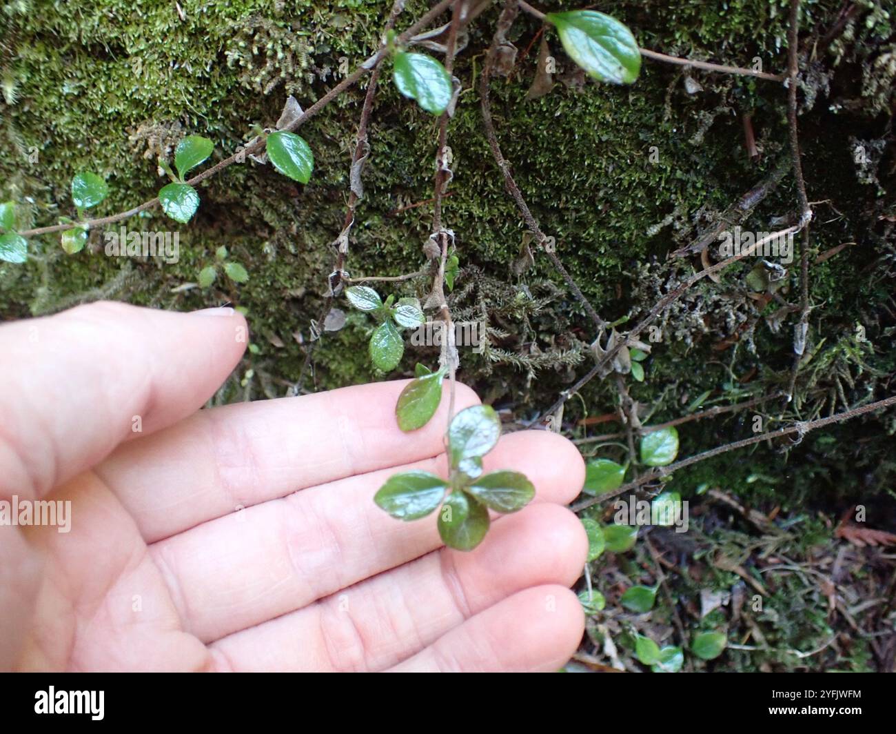 Twinflower (Linnaea borealis Stock Photo - Alamy