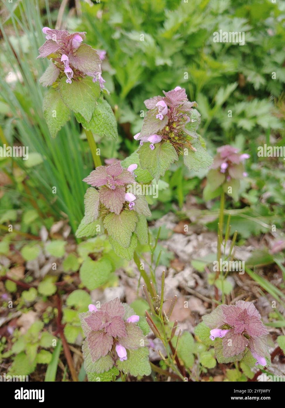 red deadnettle (Lamium purpureum Stock Photo - Alamy