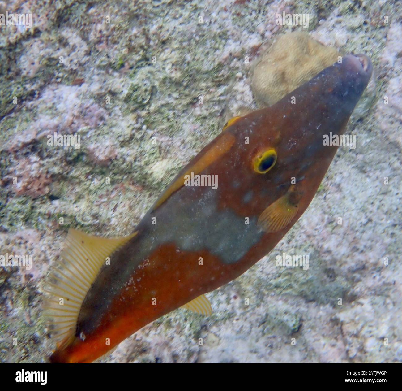 Whitespotted Filefish (Cantherhines macrocerus Stock Photo - Alamy