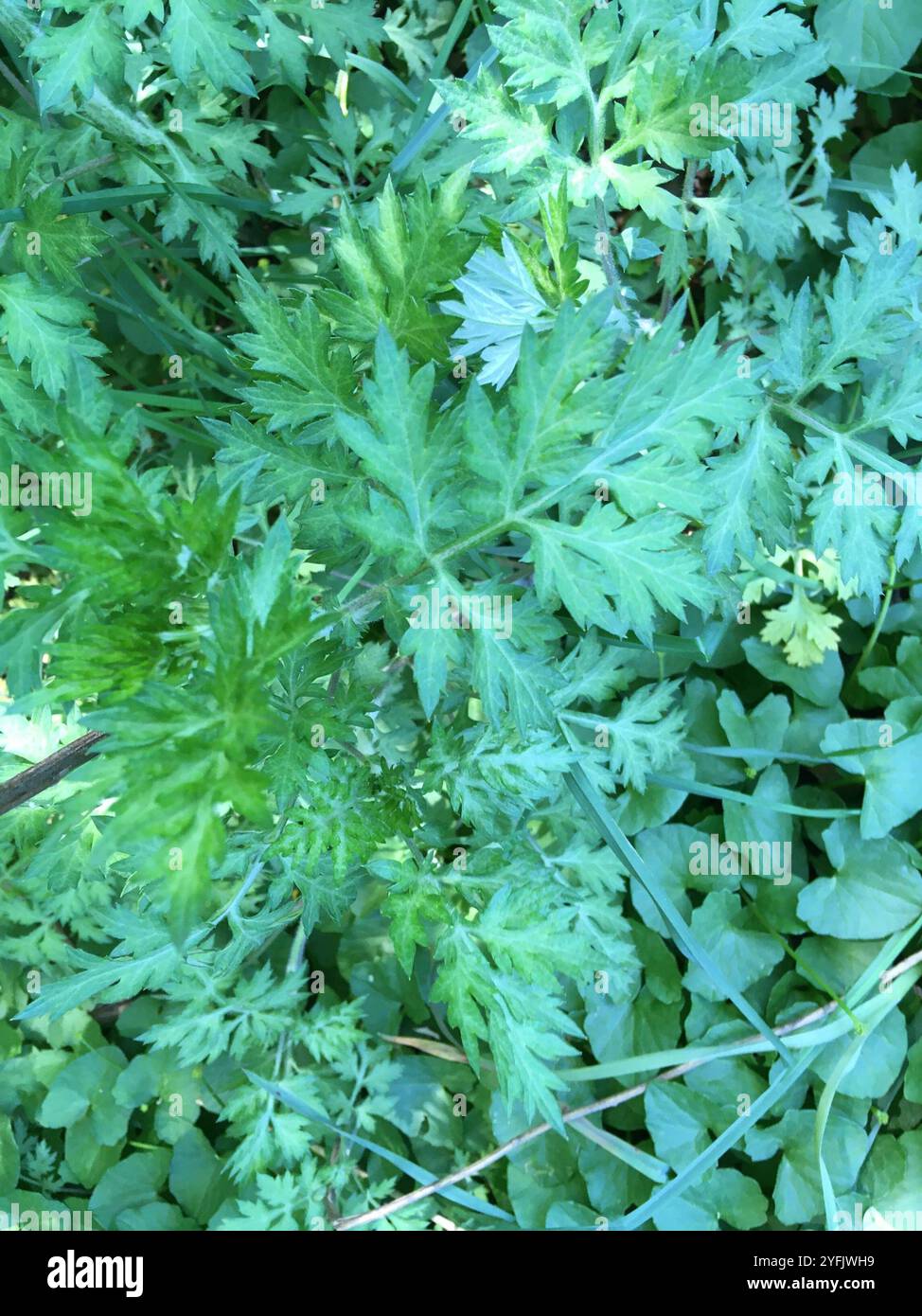 common mugwort (Artemisia vulgaris Stock Photo - Alamy