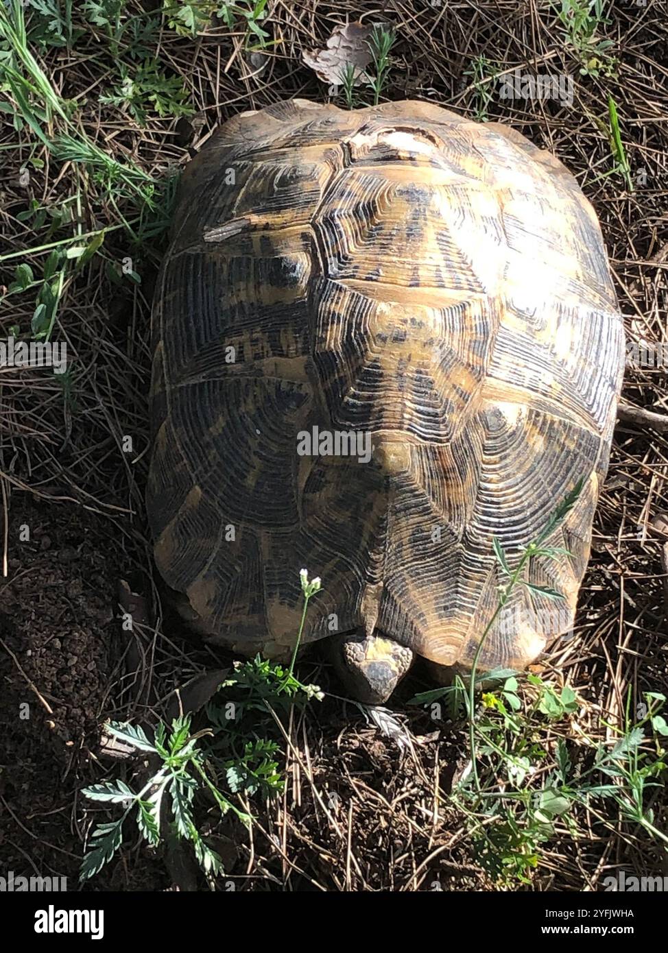 Greek Tortoise (Testudo graeca Stock Photo - Alamy