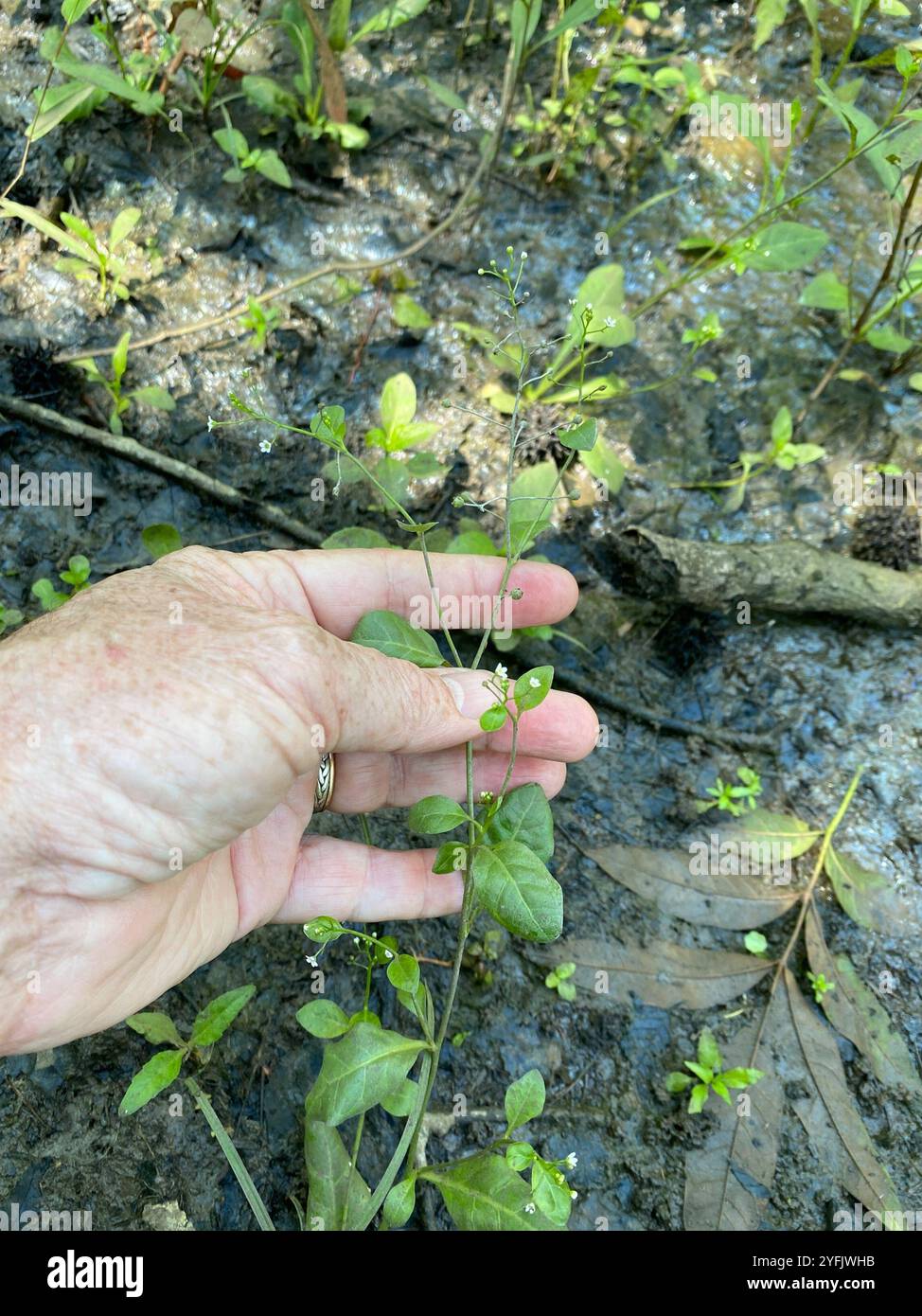 seaside brookweed (Samolus parviflorus Stock Photo - Alamy