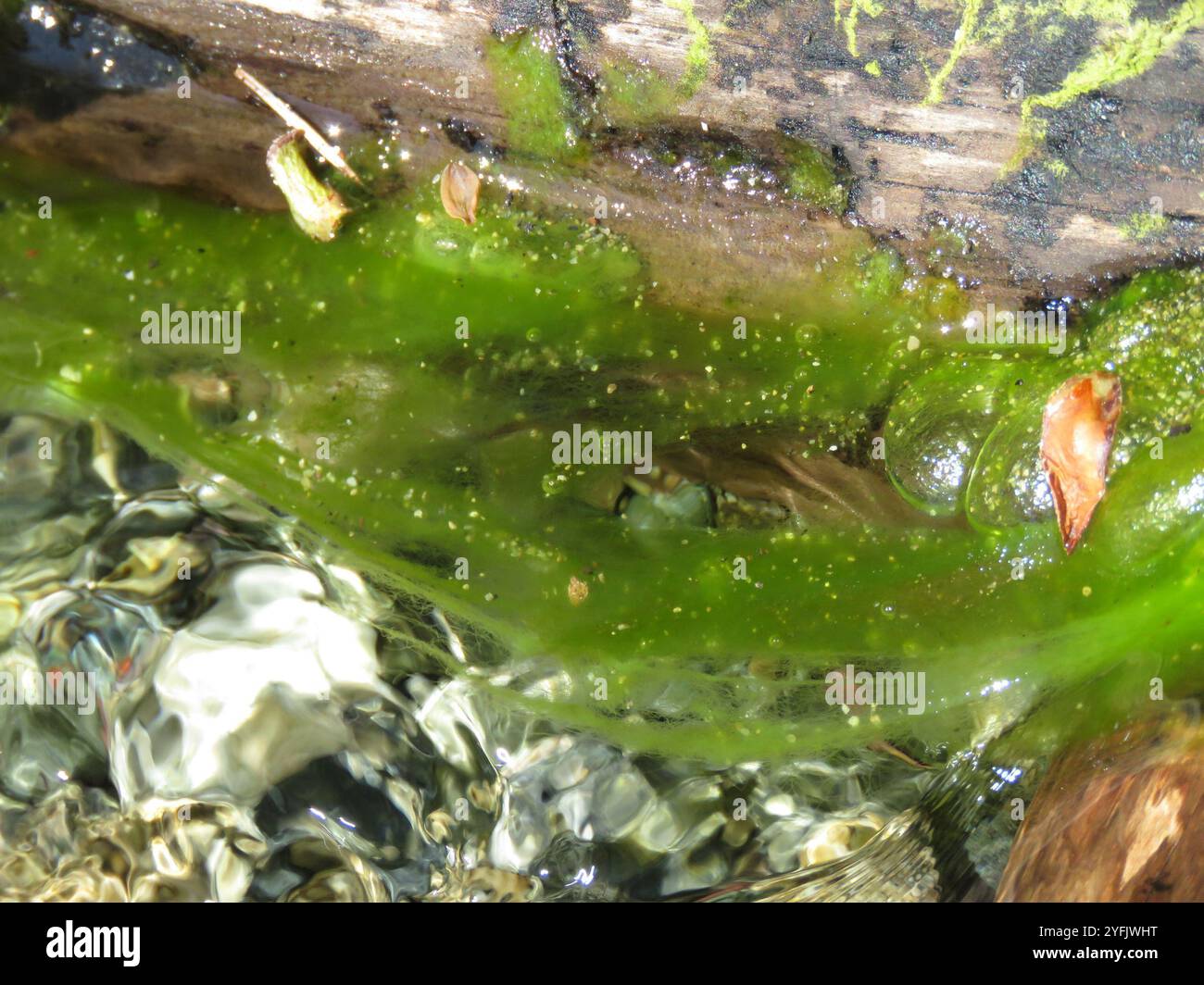 green algae (Chlorophyta Stock Photo - Alamy