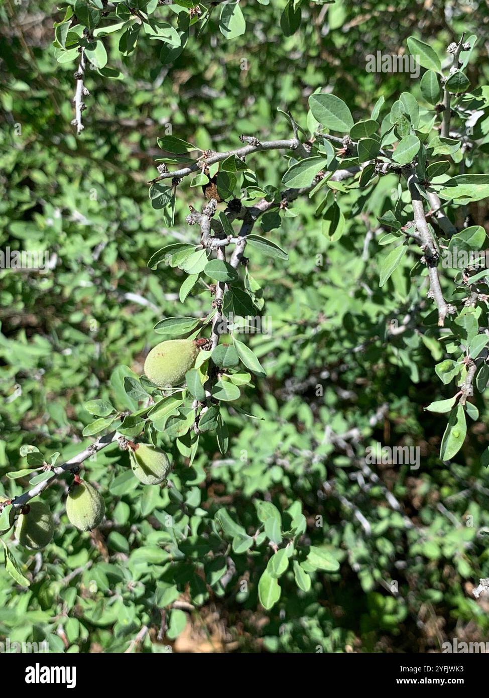 Texas almond (Prunus minutiflora Stock Photo - Alamy