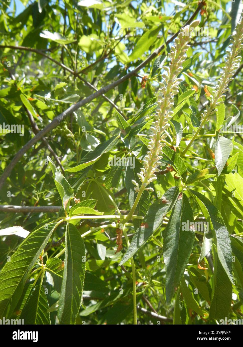 California buckeye (Aesculus californica Stock Photo - Alamy