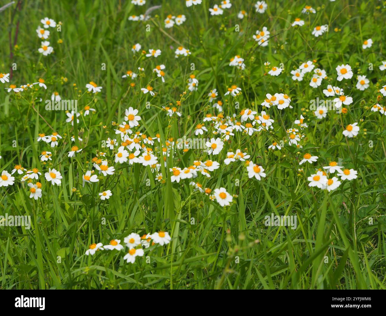 White beggarticks (Bidens alba Stock Photo - Alamy