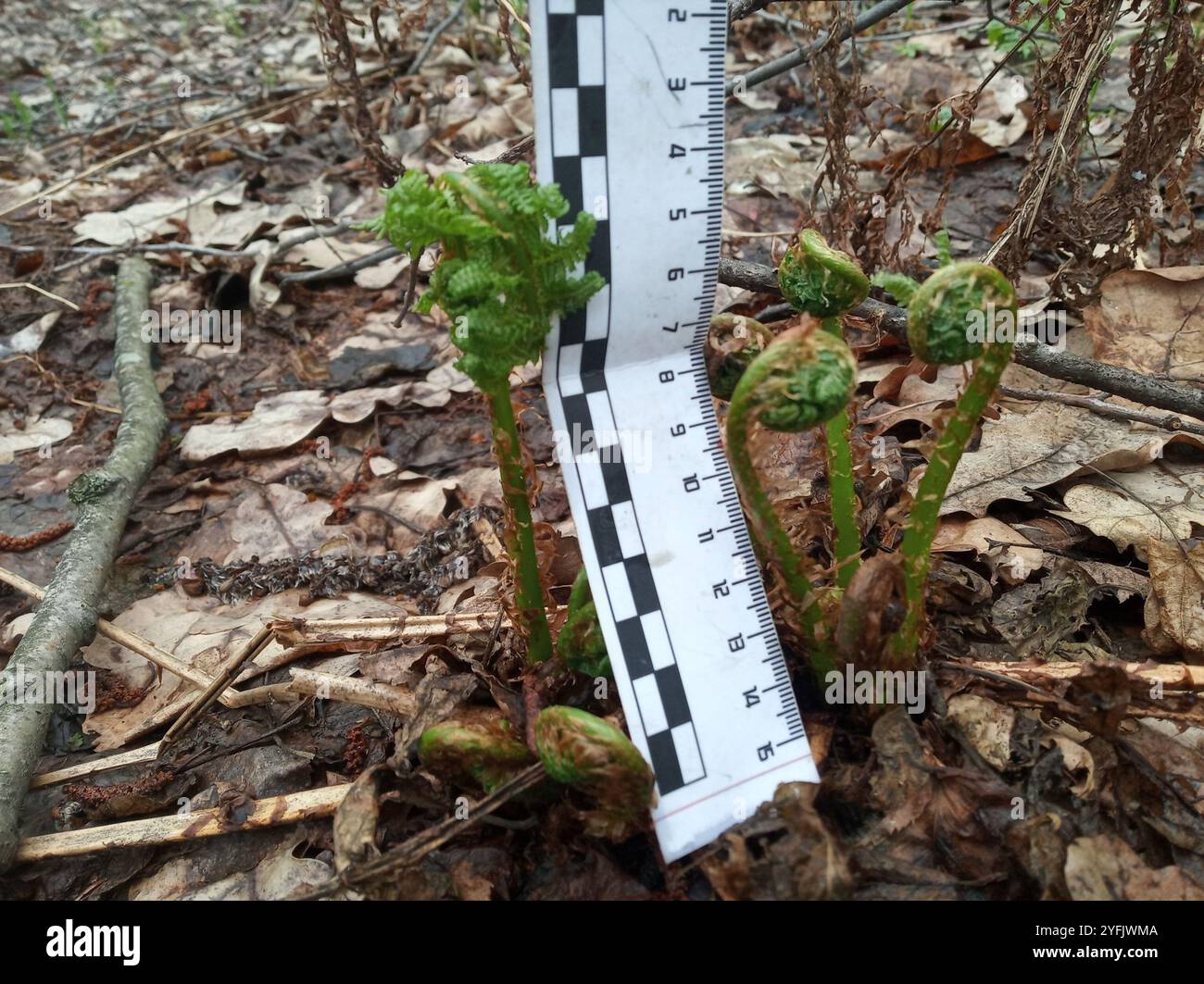 spinulose wood fern (Dryopteris carthusiana Stock Photo - Alamy