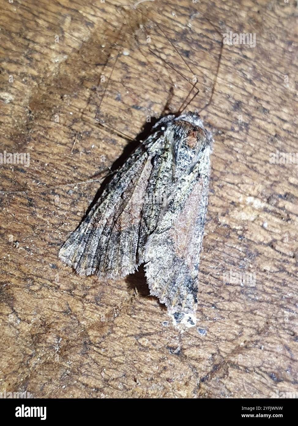 Forest Semilooper (Declana floccosa Stock Photo - Alamy