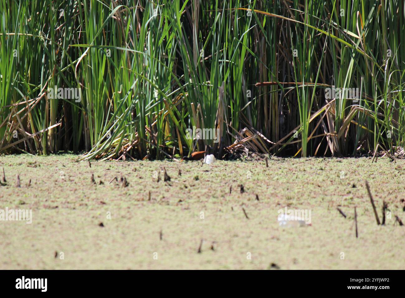 Wattled Jacana (Jacana jacana Stock Photo - Alamy