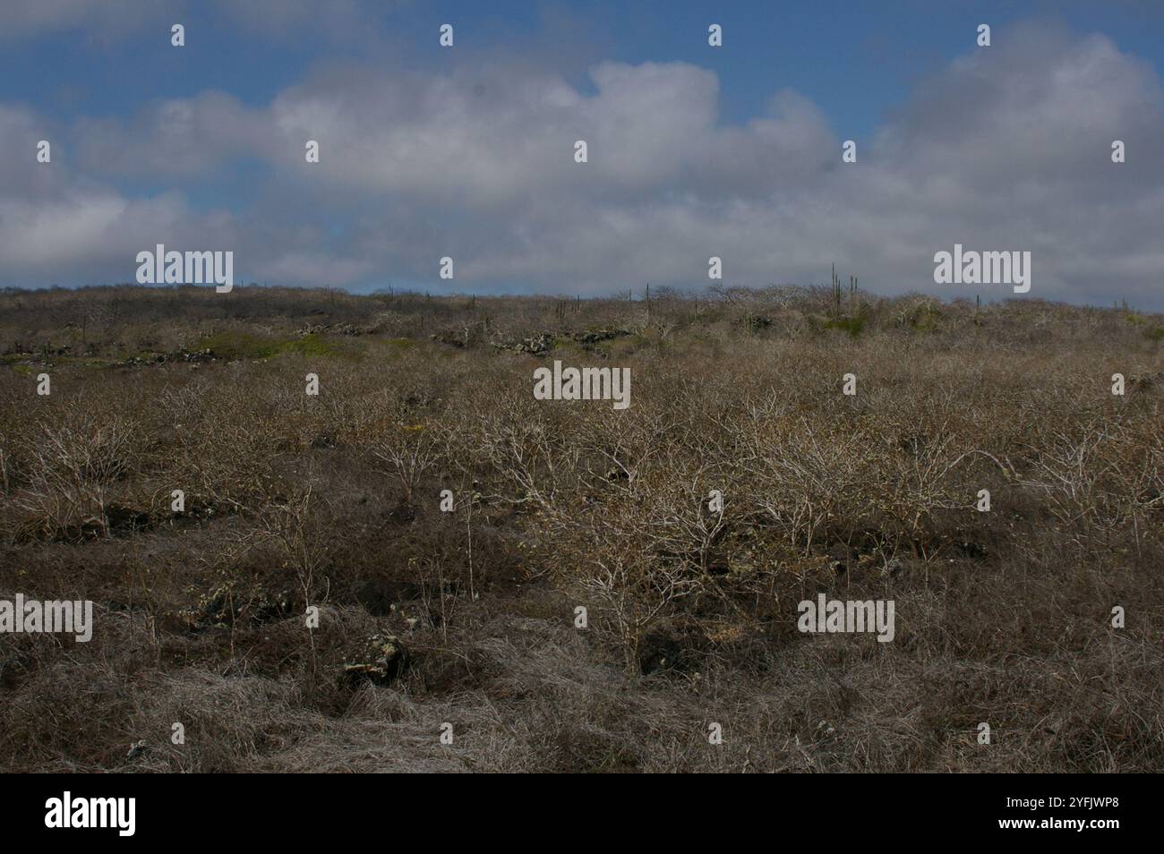 Incense tree (Bursera graveolens Stock Photo - Alamy