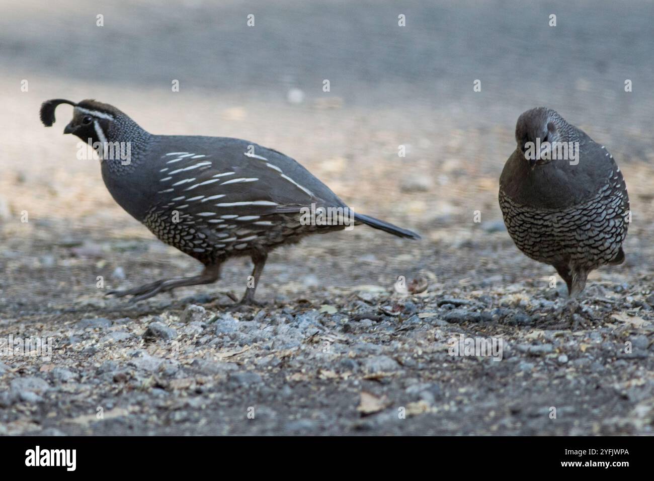 California Quail (Callipepla californica Stock Photo - Alamy